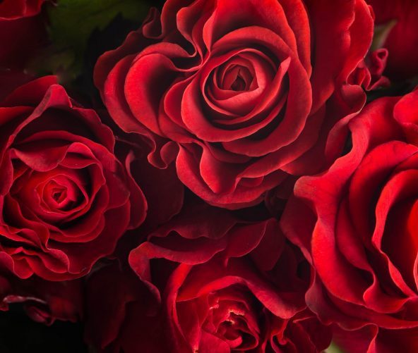 Passionate Reds - Koel